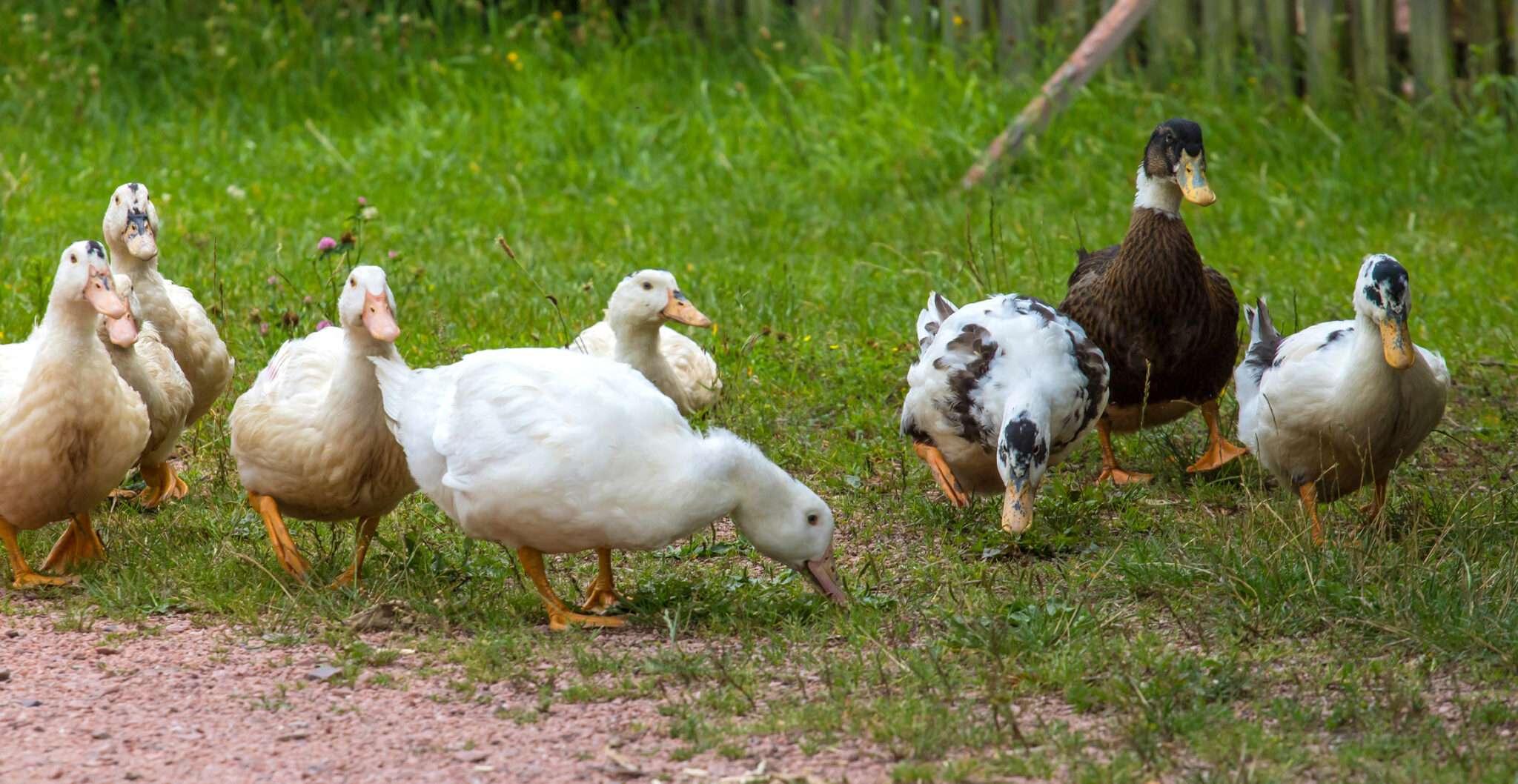 10 True Facts About Ducks - Backyard Poultry